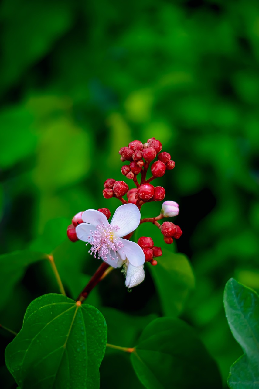 Fleurs Pétales Bourgeons Fleur - Photo gratuite sur Pixabay - Pixabay