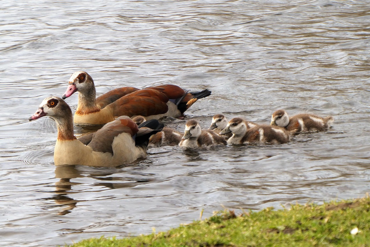 Young Geese Egyptian Goose - Free photo on Pixabay - Pixabay