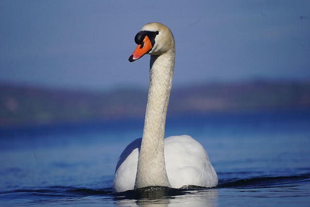 Cigno Nature - Photo gratuite sur Pixabay - Pixabay