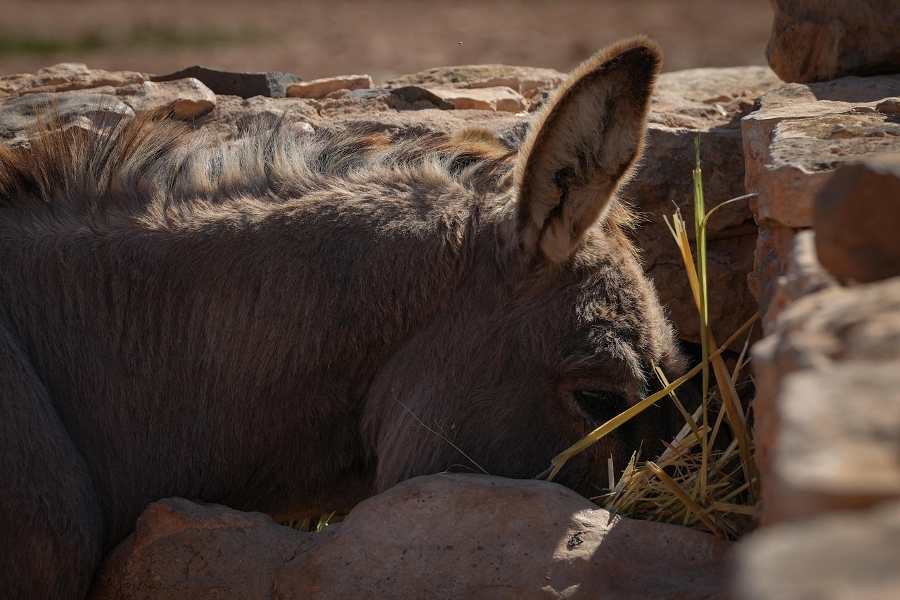 50,000+ Free Donkey'S Eye & Donkey Images - Pixabay