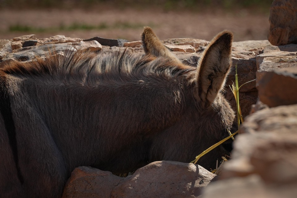 Equus Africanus Asinus Animal - Foto gratuita no Pixabay