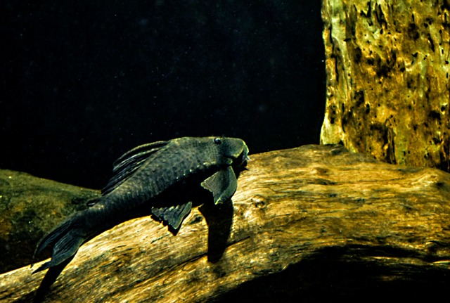 Panaque Cochliodon Loricariidae - Kostenloses Foto auf Pixabay - Pixabay