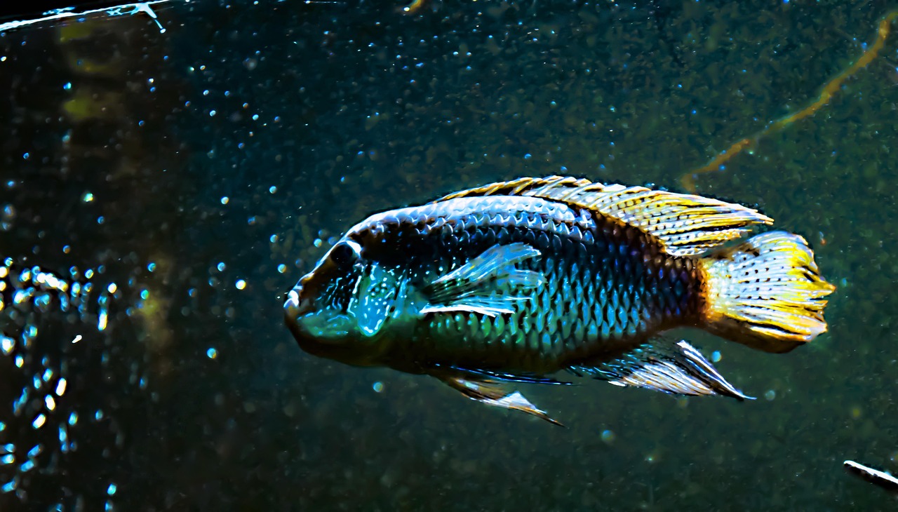 Peixe Natureza Azul - Foto gratuita no Pixabay - Pixabay