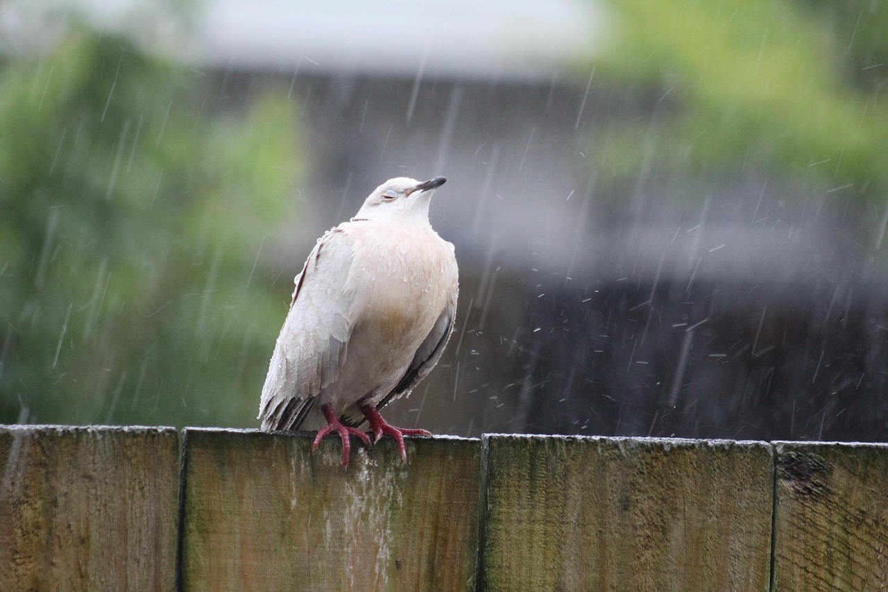 Bird Dove Rain Worshipping - Free photo on Pixabay