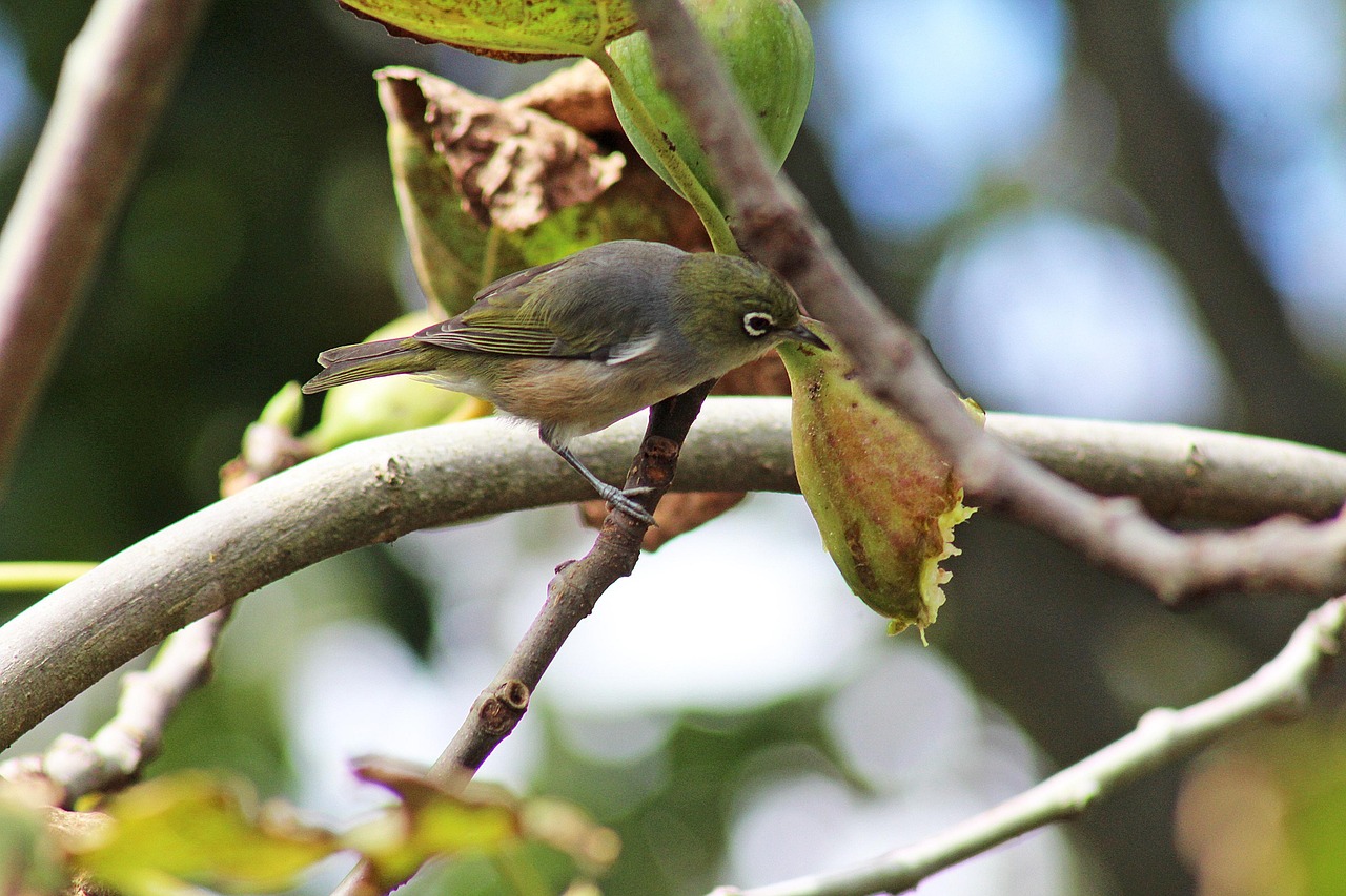 Mata Lilin Keperakan Burung - Foto gratis di Pixabay - Pixabay