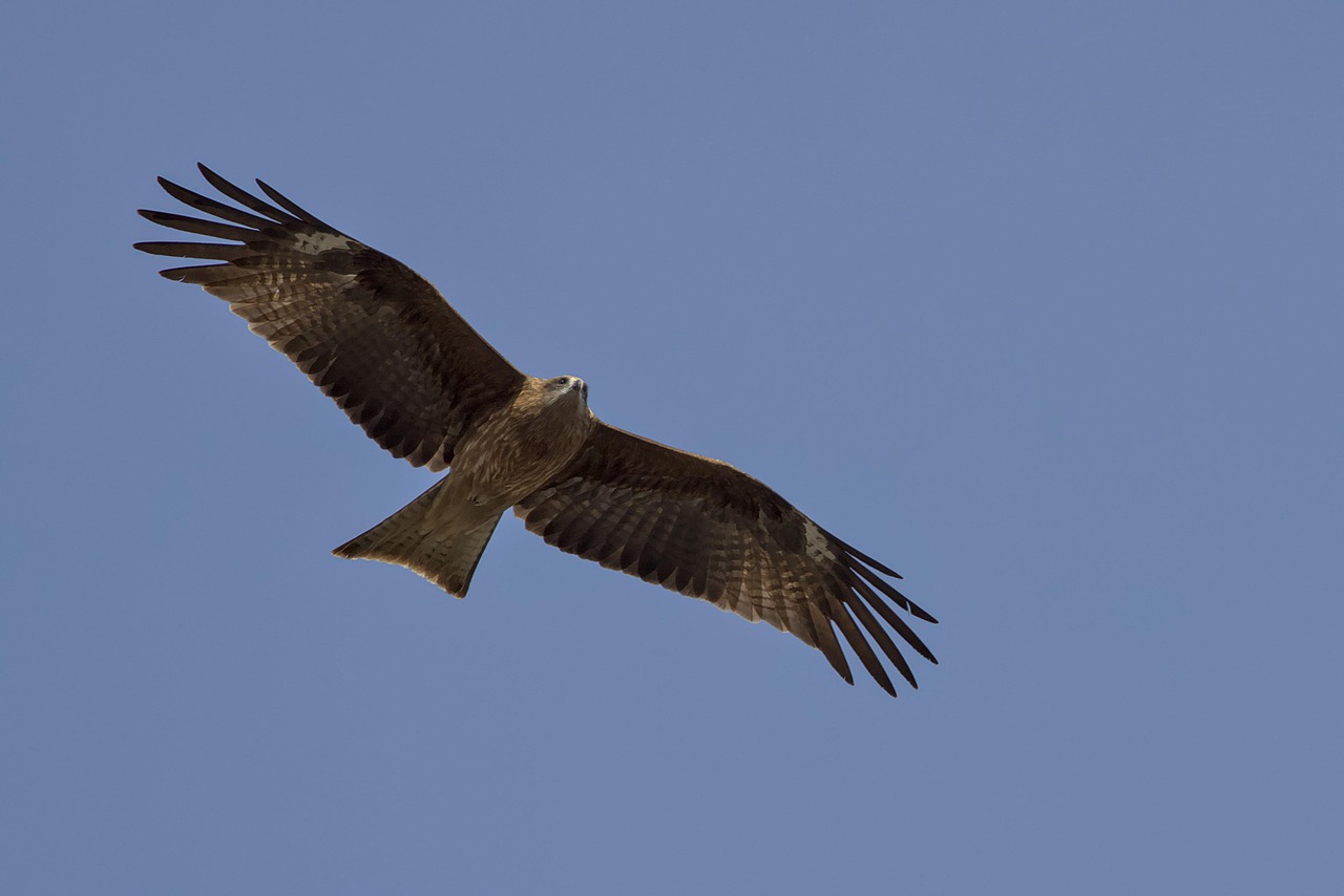 Cometa Negra Pájaro Volador Aves - Foto gratis en Pixabay - Pixabay