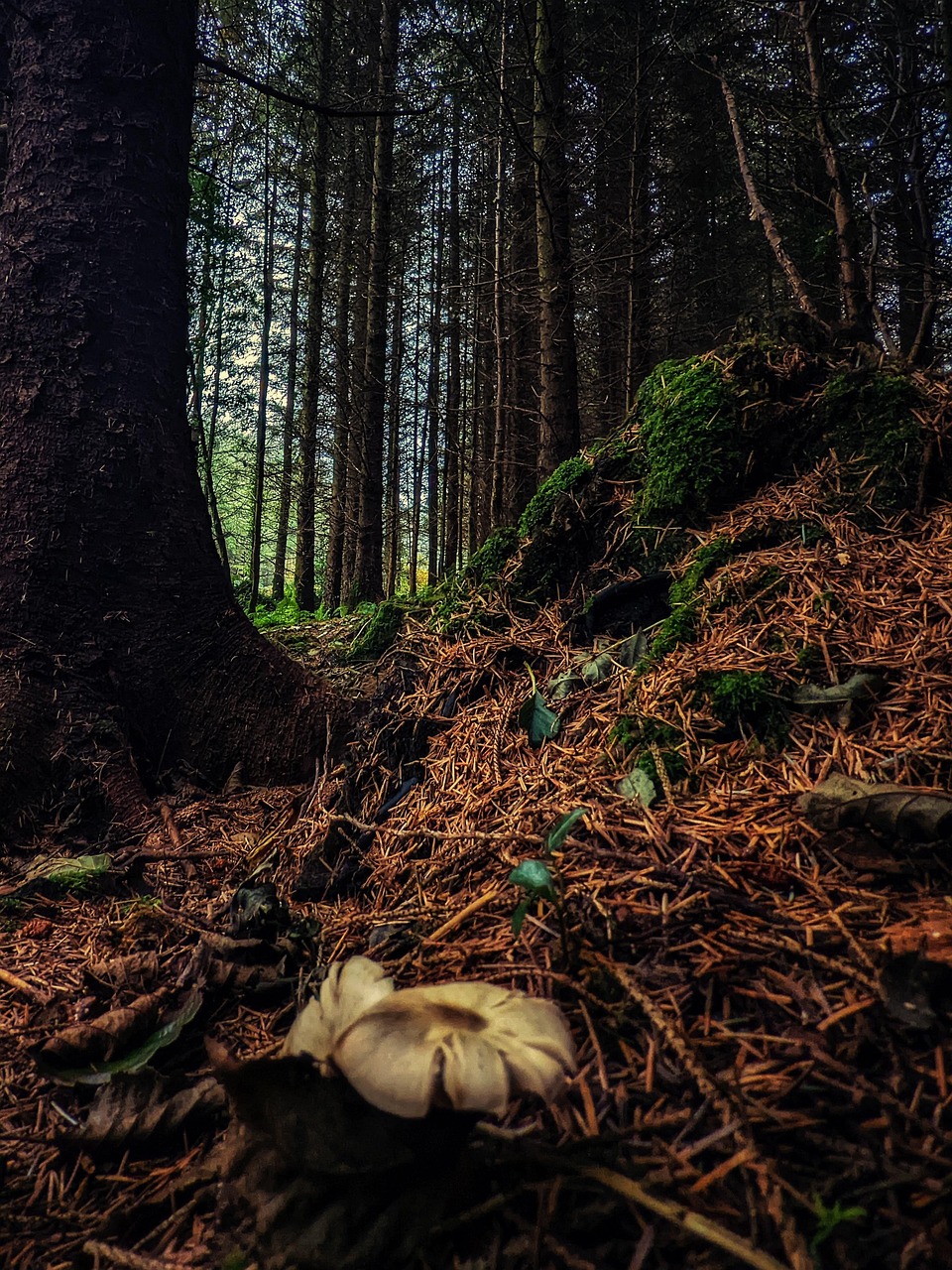 Forest Nature Trees Free Photo On Pixabay Pixabay