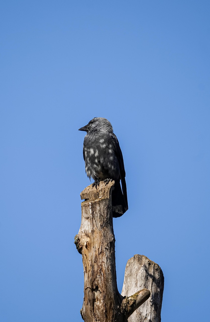 Crow Bird Animal - Free photo on Pixabay