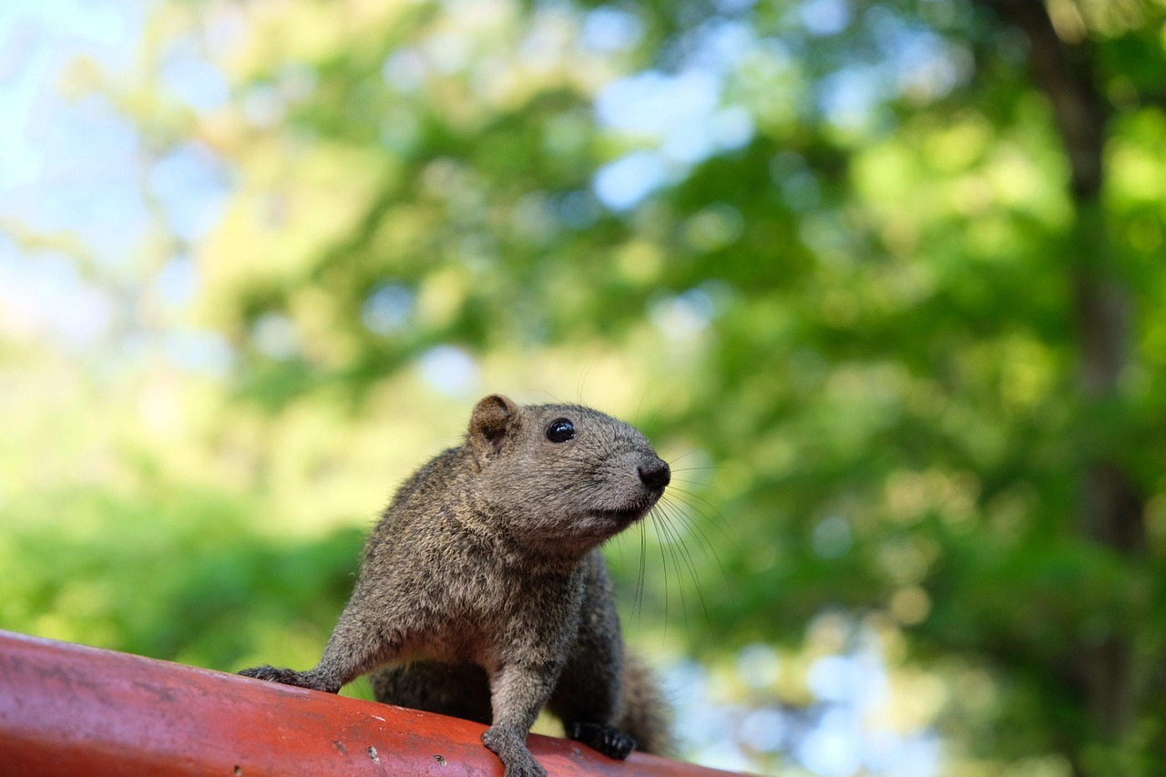 Esquilo Mamífero Animais Pequenos - Foto gratuita no Pixabay - Pixabay