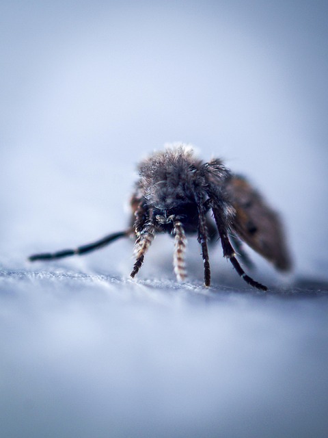 Voler Insecte Animal - Photo gratuite sur Pixabay - Pixabay