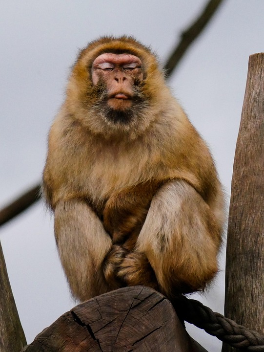 Animal Monkey Mammal - Free photo on Pixabay