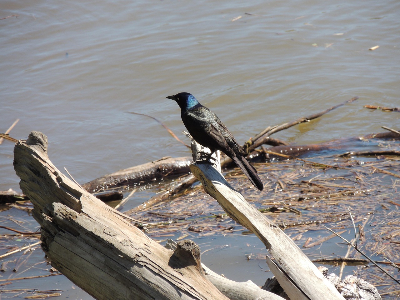 Common Grackle Quiscalus Quiscula - Free photo on Pixabay - Pixabay