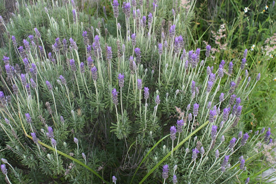 Lavender Bunga - Foto gratis di Pixabay - Pixabay