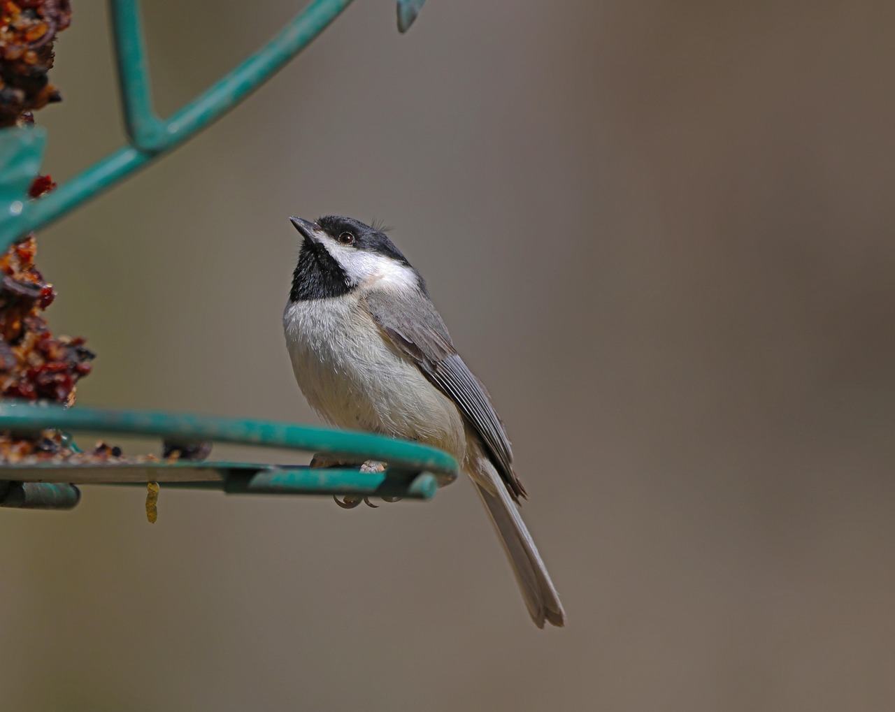 Bird Ornithology Species - Free photo on Pixabay - Pixabay