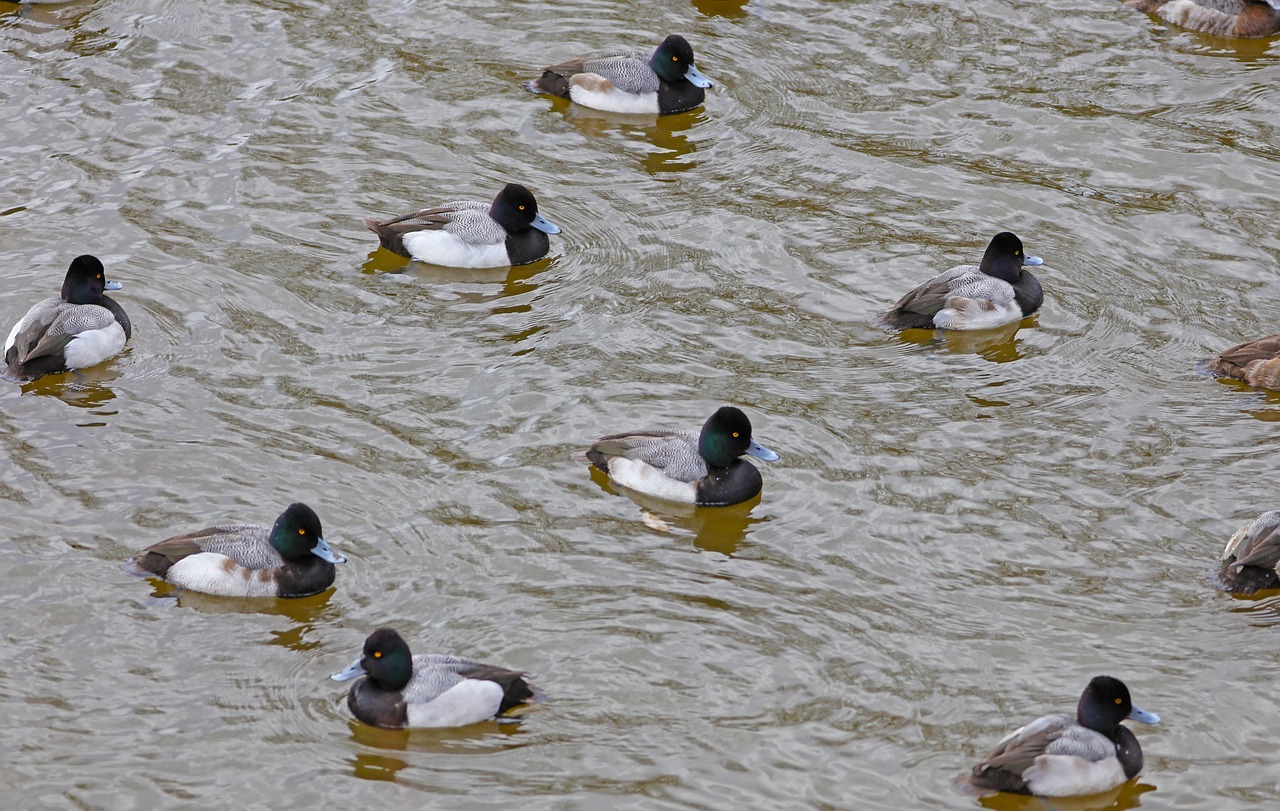 Ducks Wildlife Flock - Free photo on Pixabay - Pixabay