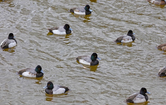 Ducks Wildlife Flock - Free photo on Pixabay - Pixabay