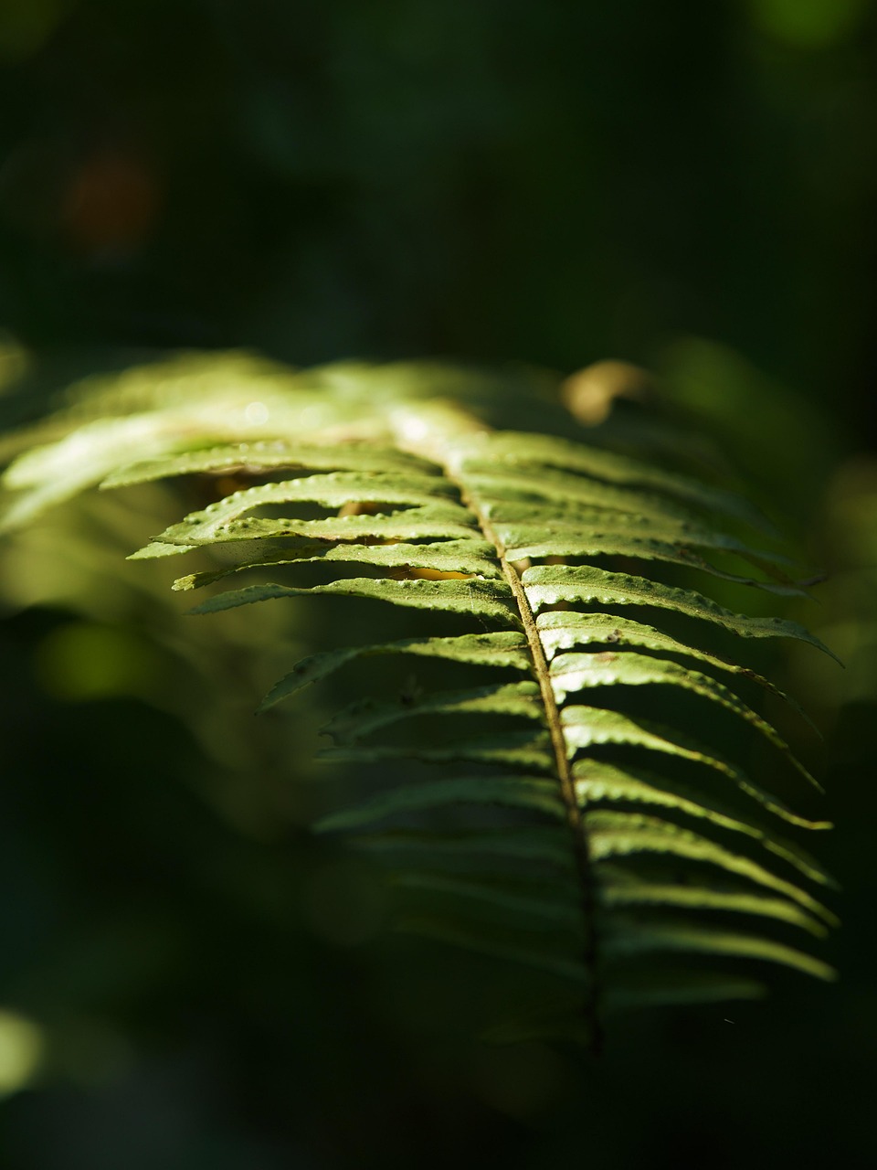 Green Leaves Fern Foliage - Free photo on Pixabay