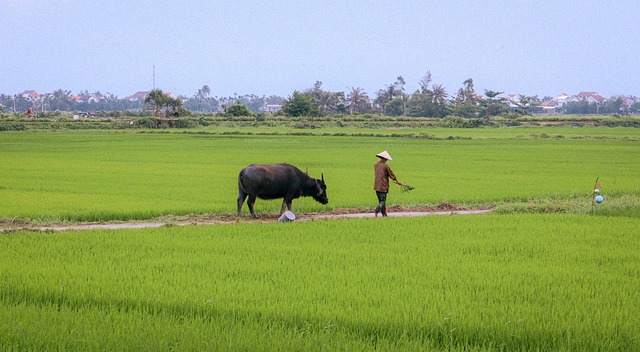 Vietnam Champs De Riz Agriculture - Photo gratuite sur Pixabay - Pixabay