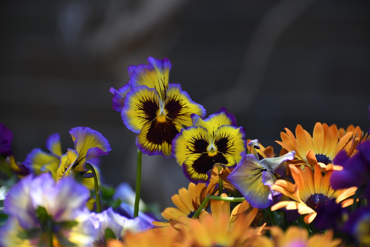Pansies Flowers Garden - Free photo on Pixabay