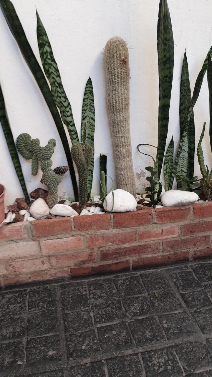 Nature Cactus Floors - Free photo on Pixabay - Pixabay