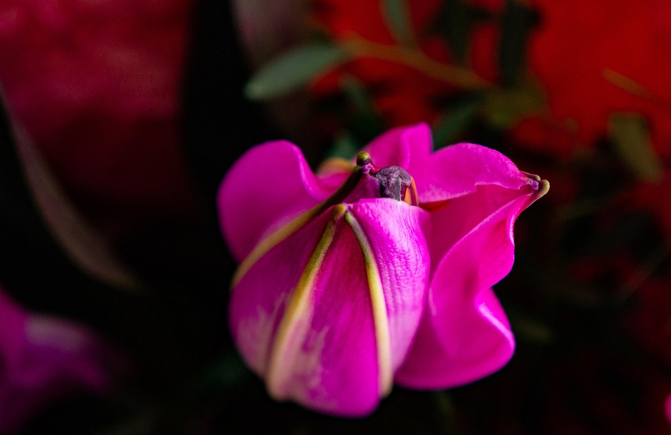 Lily Pink Flower Free Photo On Pixabay Pixabay 1704
