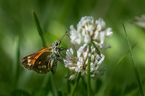 9+ Free European Skipper & Butterfly Photos - Pixabay