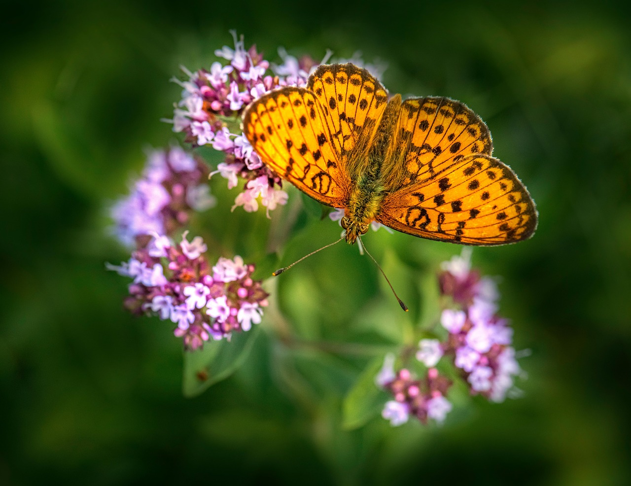Lesser Marbled Fritillary - Free photo on Pixabay - Pixabay