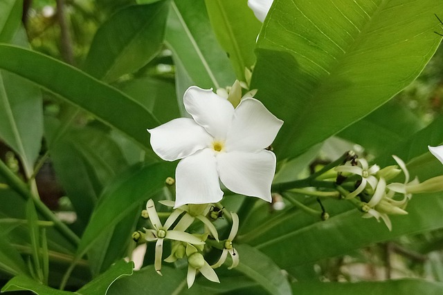 Bunga Kamboja Frangipani - Foto gratis di Pixabay