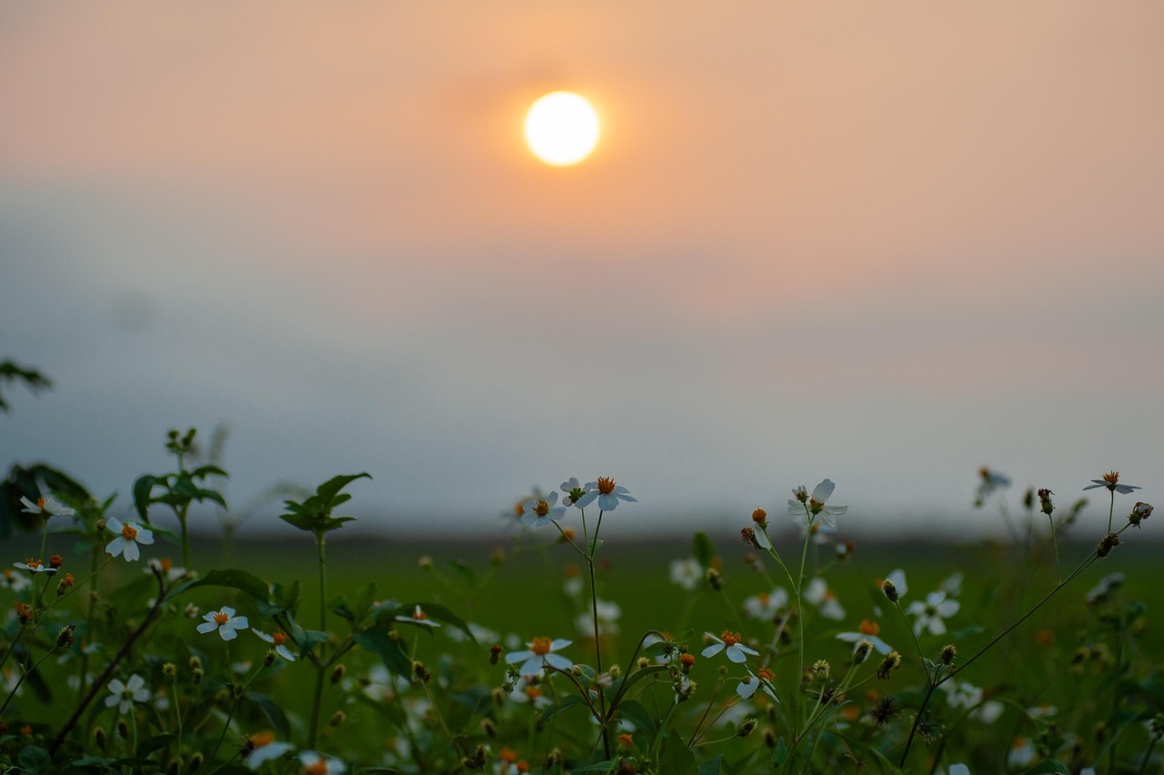 Sunset Twilight Flowers - Free photo on Pixabay