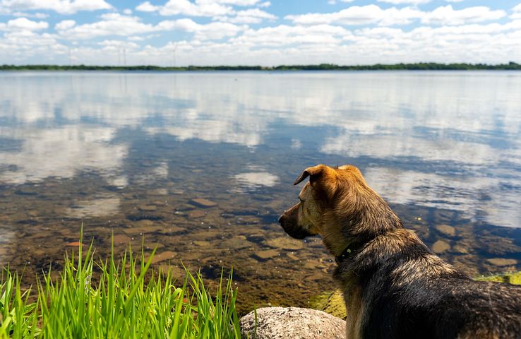 100+ Free Dog Heaven & Heaven Photos - Pixabay