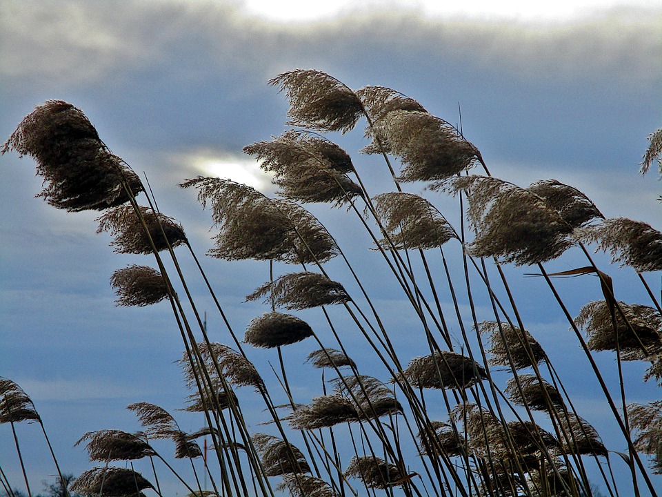 La Nature Vent Roseau - Photo gratuite sur Pixabay - Pixabay