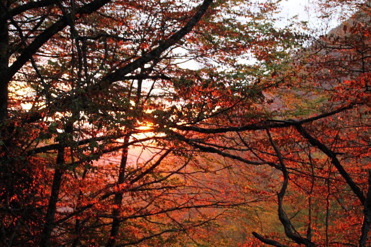 Atardecer Bosque - Foto gratis en Pixabay - Pixabay