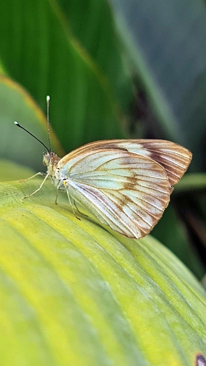 Kohl Schmetterling Brauner - Kostenloses Foto auf Pixabay