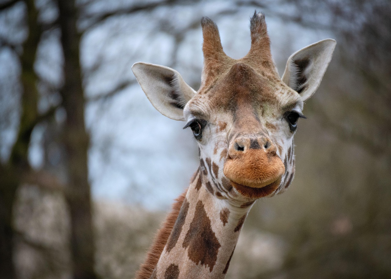 Giraffe Zoo Animal - Free photo on Pixabay