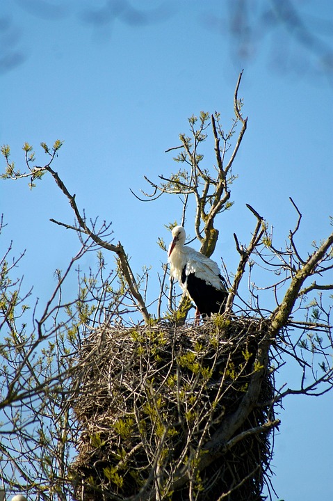 Stork White Birds - Free photo on Pixabay - Pixabay