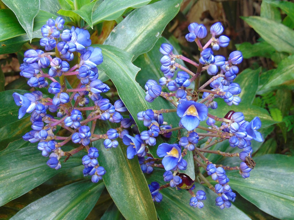 La Nature Fleur Plantes - Photo gratuite sur Pixabay - Pixabay