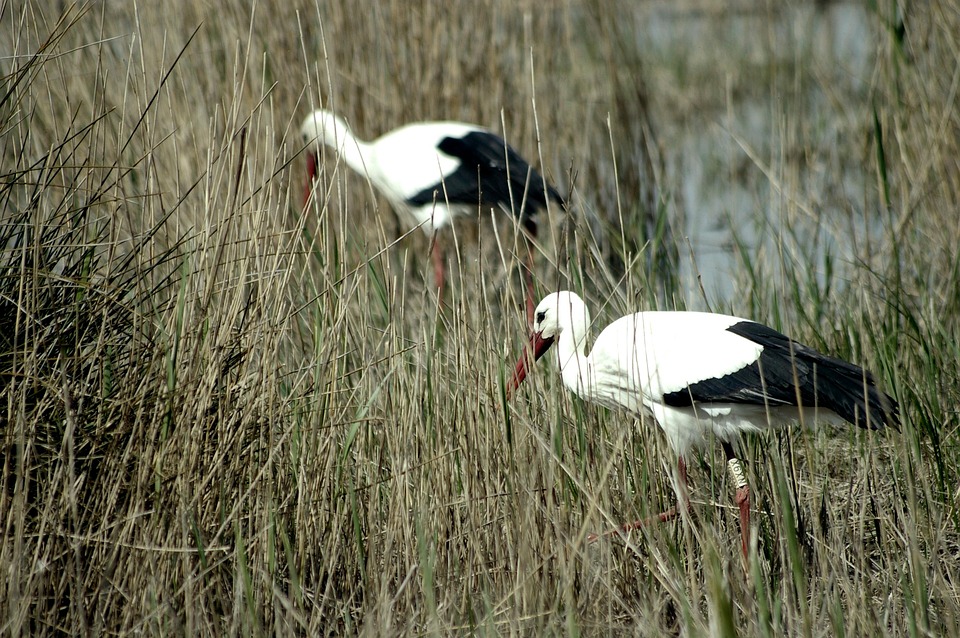 White Stork Birds Nature Cigogne - Free photo on Pixabay