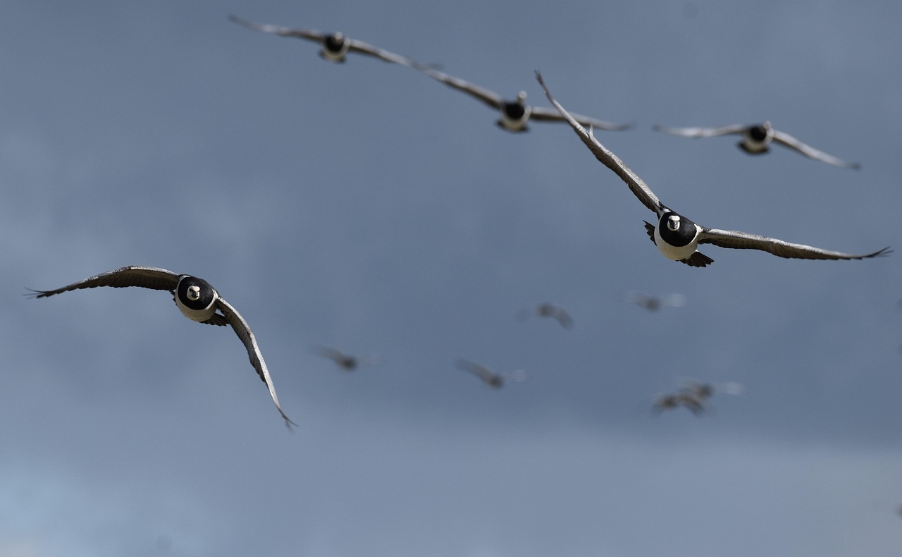 Barnacle Geese Birds Migratory - Free photo on Pixabay