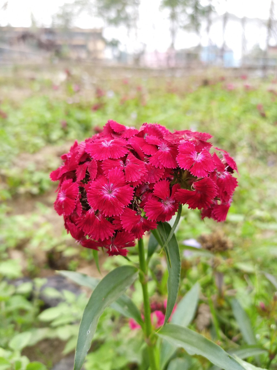 Hd Wallpaper Flower Rad - Free photo on Pixabay - Pixabay