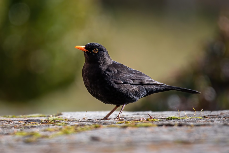 Blackbird Bird Animal - Free photo on Pixabay