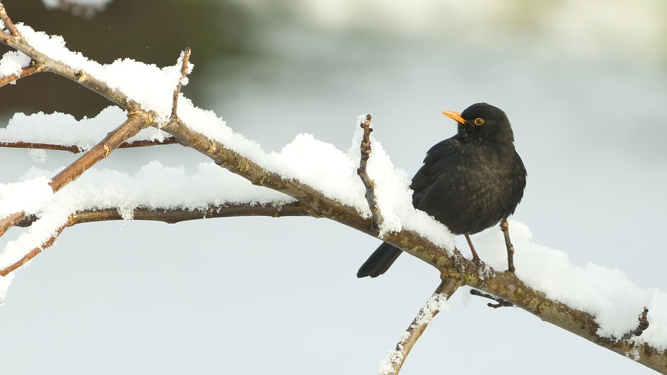 Blackbird Bird Nature - Free photo on Pixabay