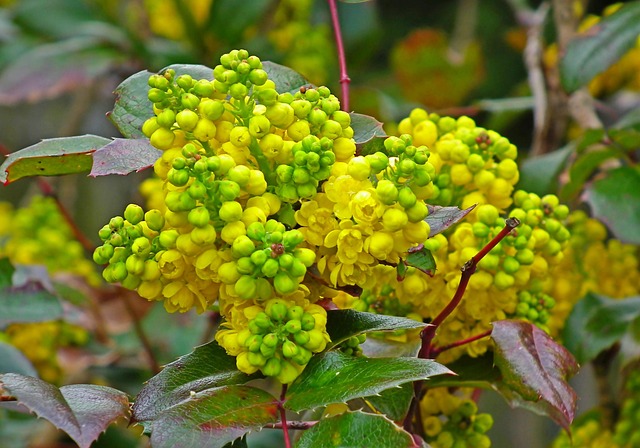 Holly Flowers Yellow - Free photo on Pixabay