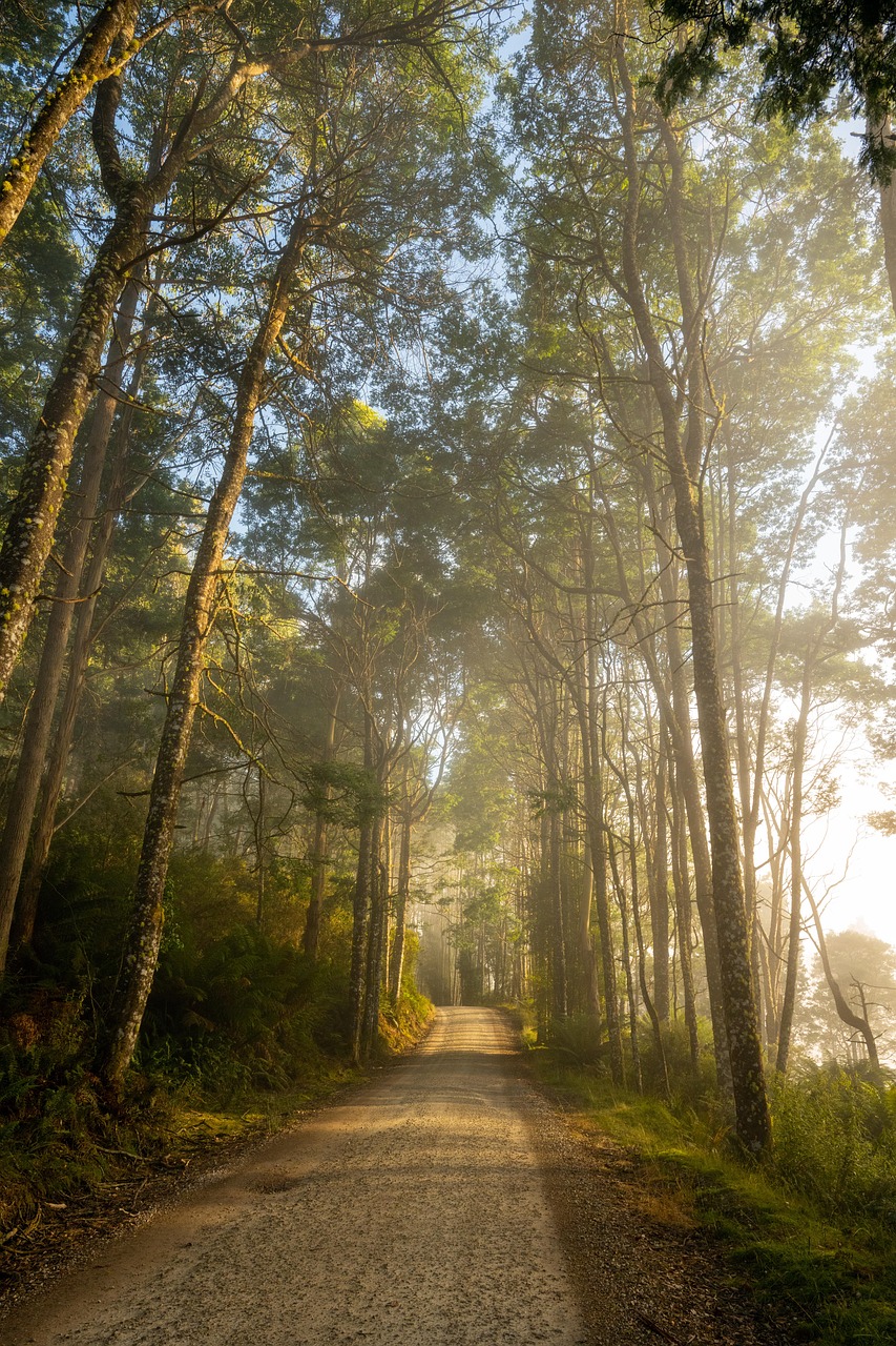 2,000+ Free Rainforest Vibes & Rainforest Images - Pixabay