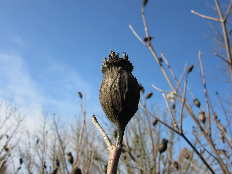 Dried Dead Flower - Free photo on Pixabay - Pixabay