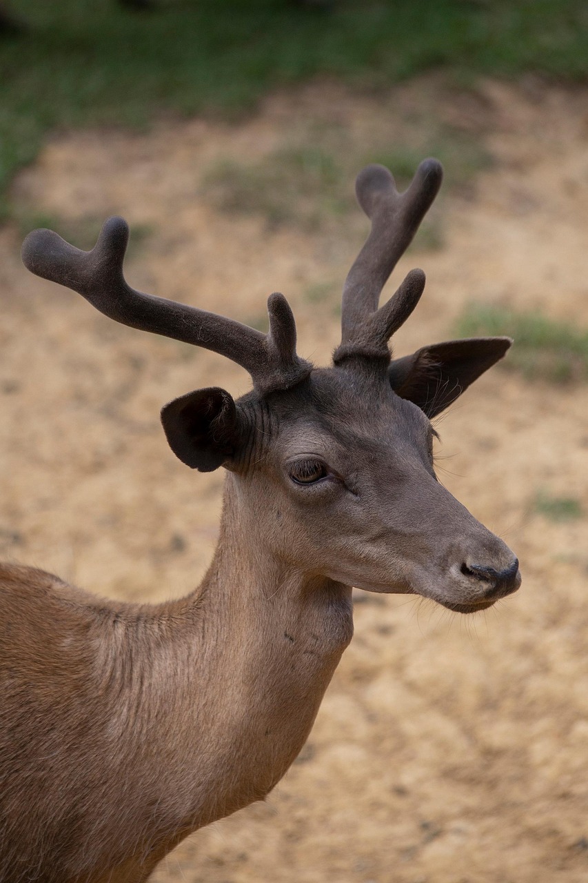 Deer Buck Stag Fallow - Free photo on Pixabay