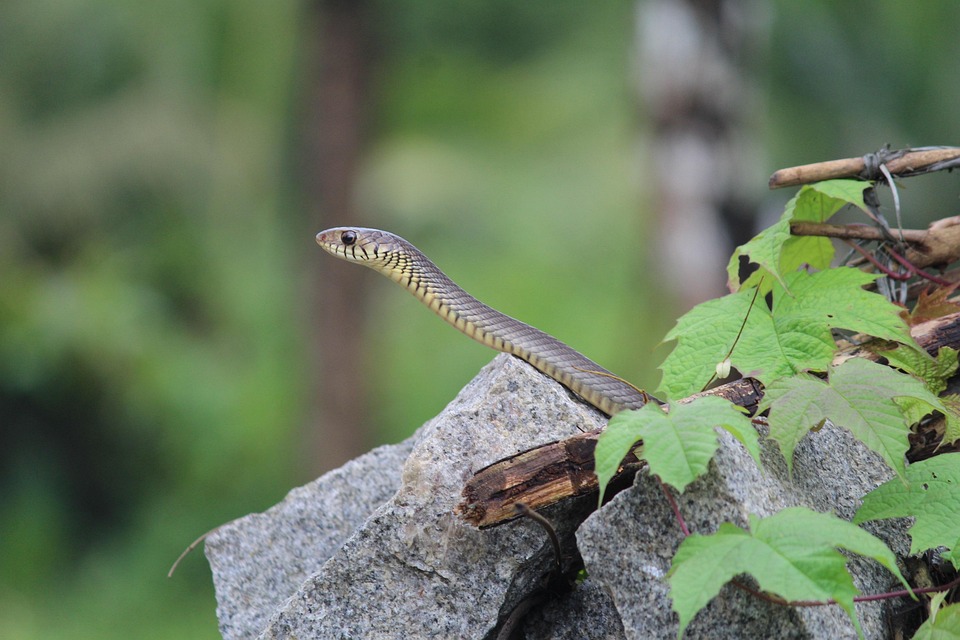 Serpiente Reptil Especies - Foto gratis en Pixabay - Pixabay