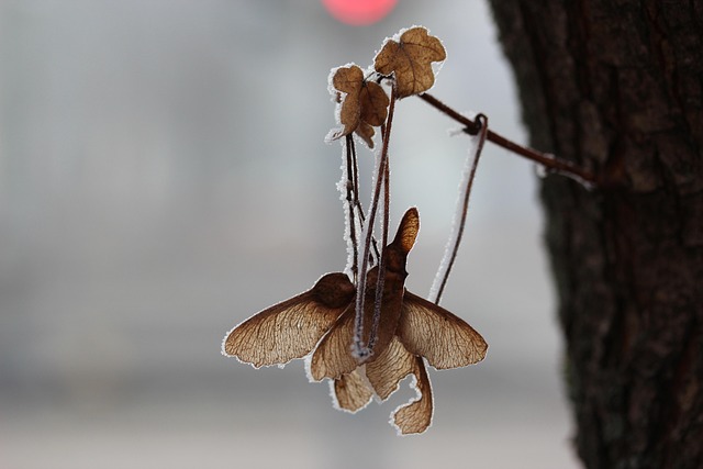 Close Up Nature Tree Seed - Free photo on Pixabay