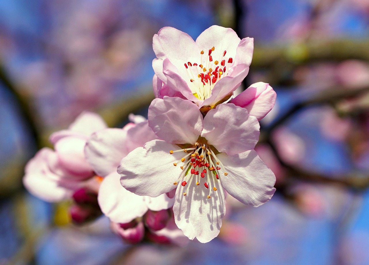 Flowers Spring Almond Tree - Free photo on Pixabay