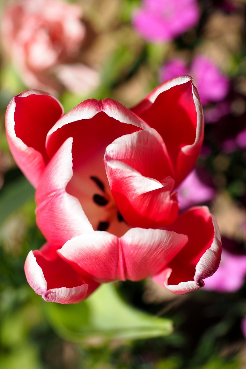 Tulip Red Flower - Free photo on Pixabay - Pixabay