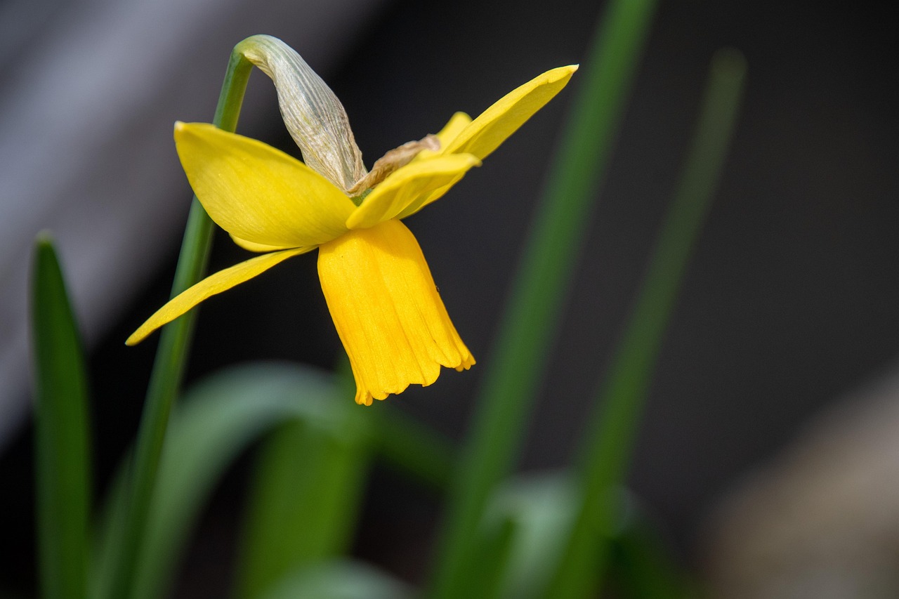 Daffodil Narcissus Yellow Free Photo On Pixabay Pixabay